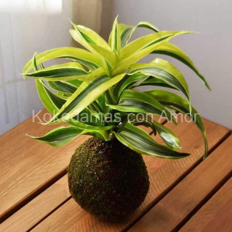 Kokedamas con Amor | Comprar kokedamas online