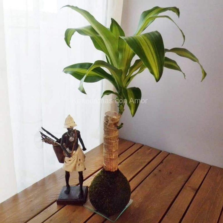 Kokedamas con Amor | Comprar kokedamas online