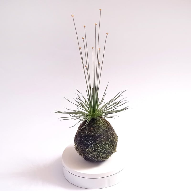 Tu tienda de Kokedamas con más de 50 variedades. Encuentra ahora la tuya