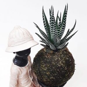 Kokedamas con Amor | Comprar kokedamas online