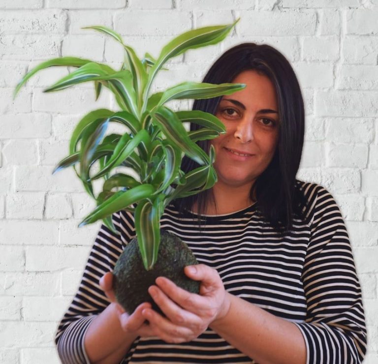 Tu tienda de Kokedamas con más de 50 variedades. Encuentra ahora la tuya