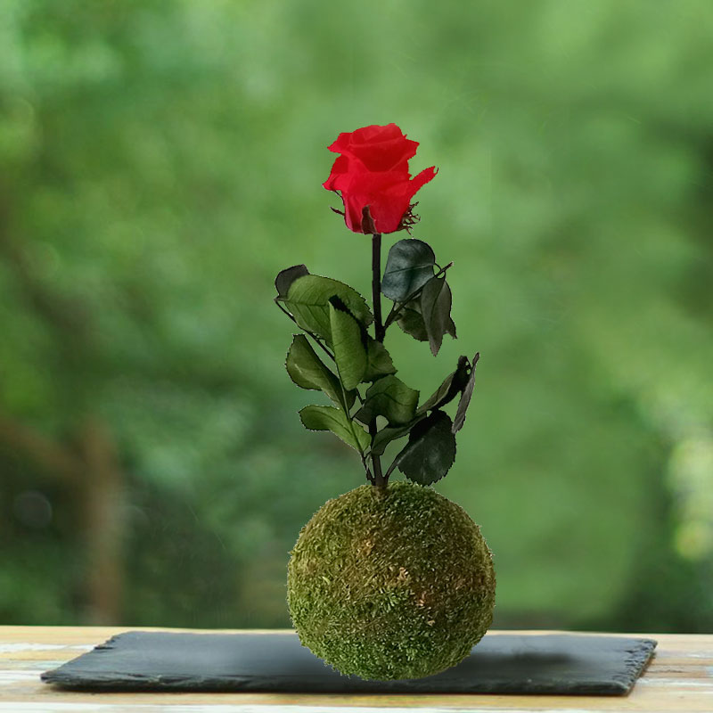 Kokedamas con Amor | Comprar kokedamas online